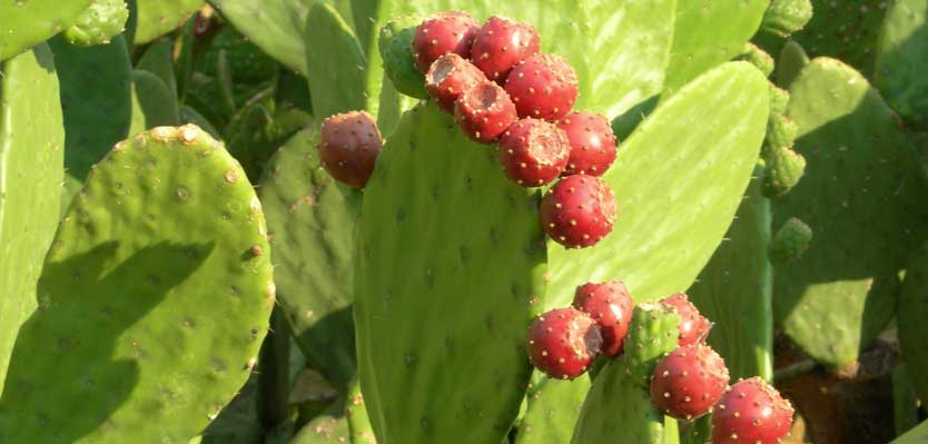 Memories of the Nopal / Heirloom Farmers Markets